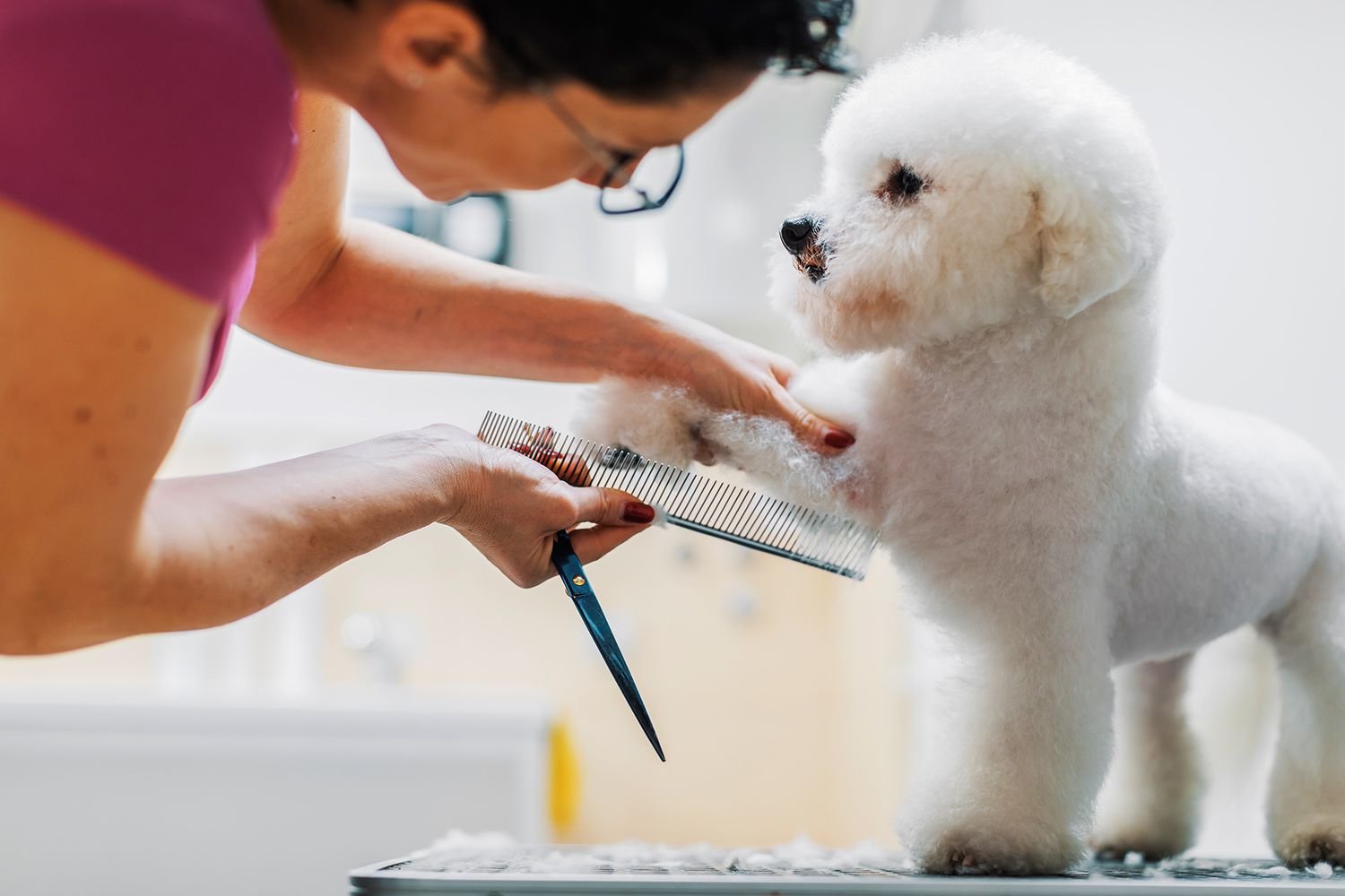 Dog Grooming School Las Vegas. Learn Dog Grooming Hands on..